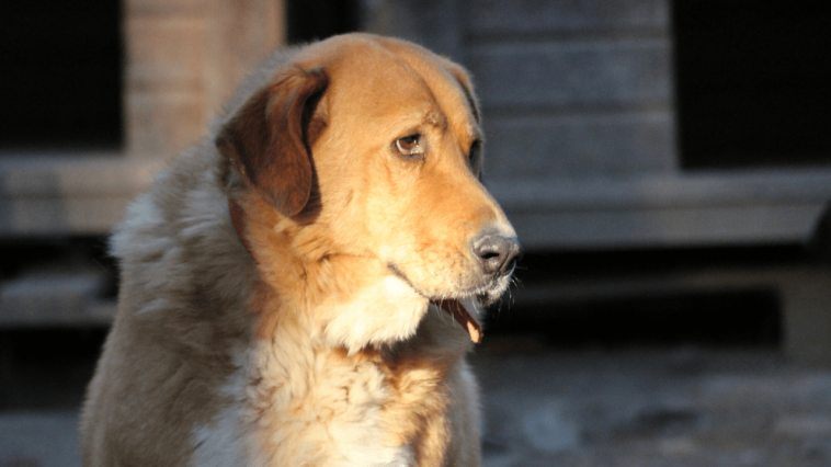 11 Weird Wars in History That Will Shock You – Weird World Wire